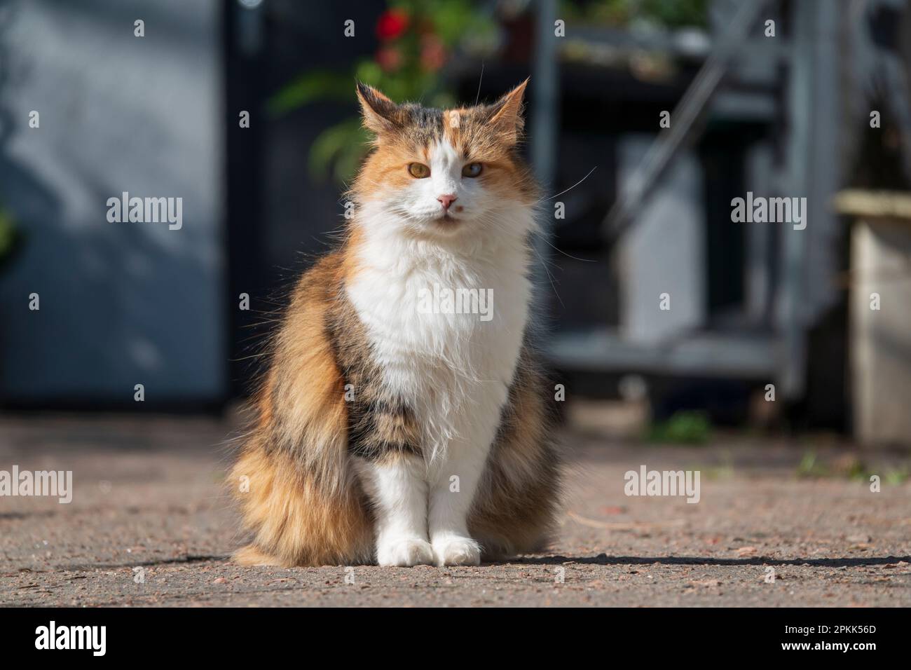 Cute funny young cat hi-res stock photography and images - Alamy