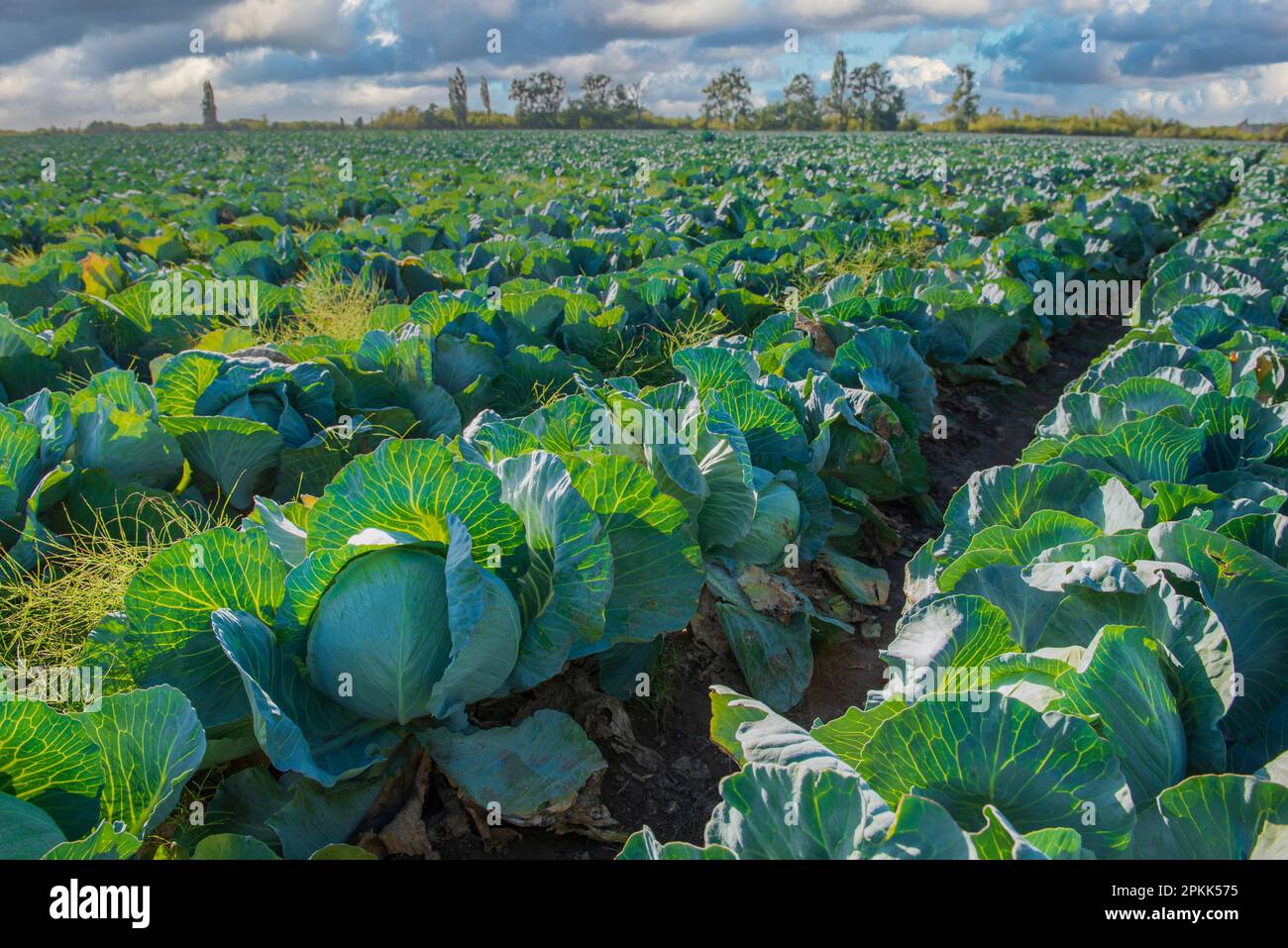 Rows of green cabbage heads on the farm field Stock Photo - Alamy
