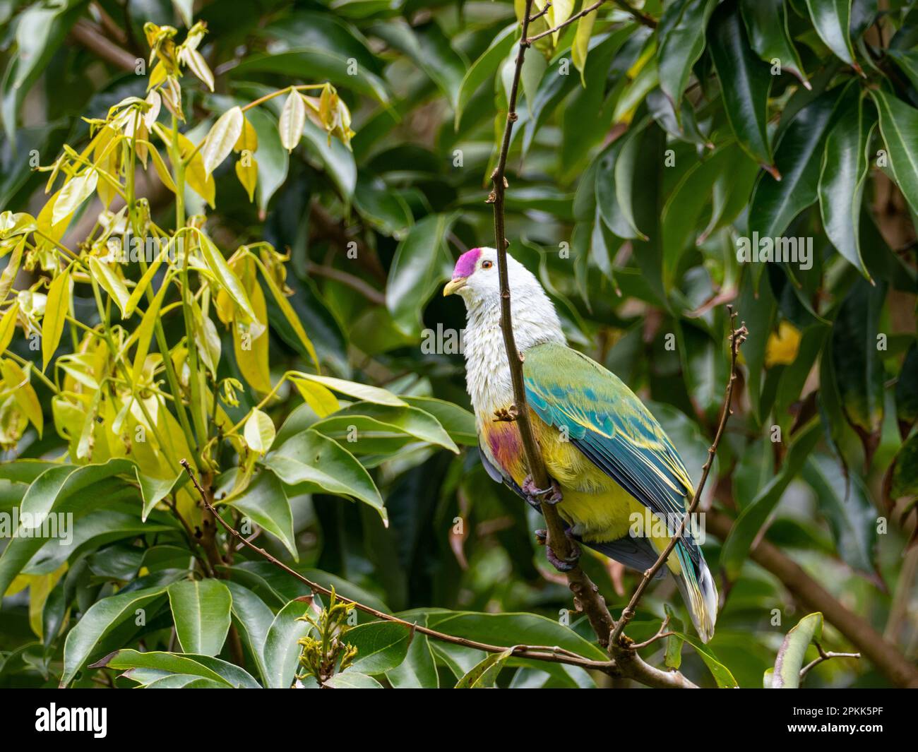 Cook islands Fruit-dove, Ptilinopus rarotongensis, a beautiful endemic ...