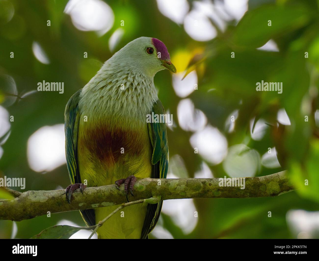 Cook island fruit dove hi-res stock photography and images - Alamy