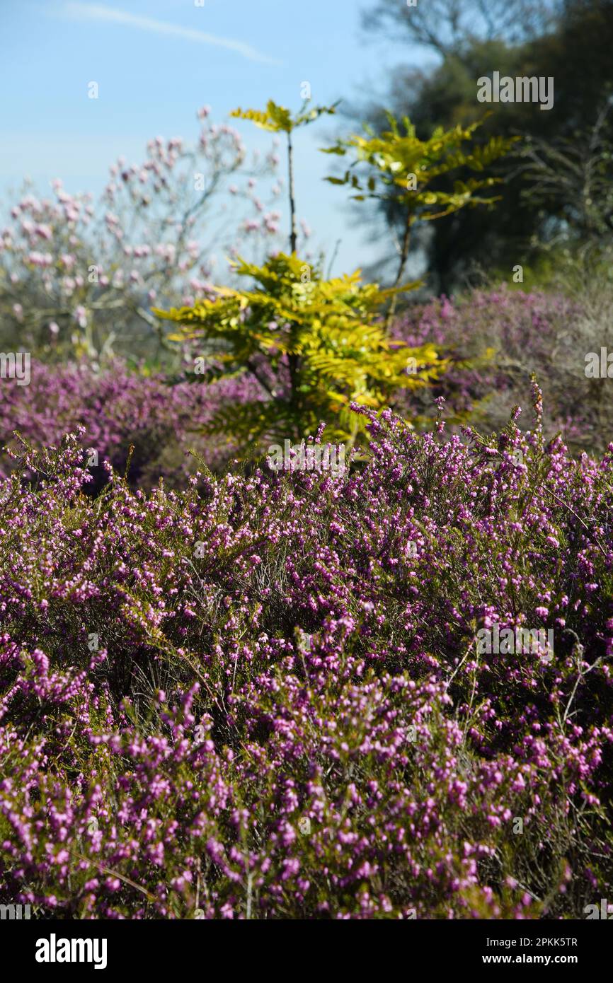 Plants of heather soil hi-res stock photography and images - Alamy