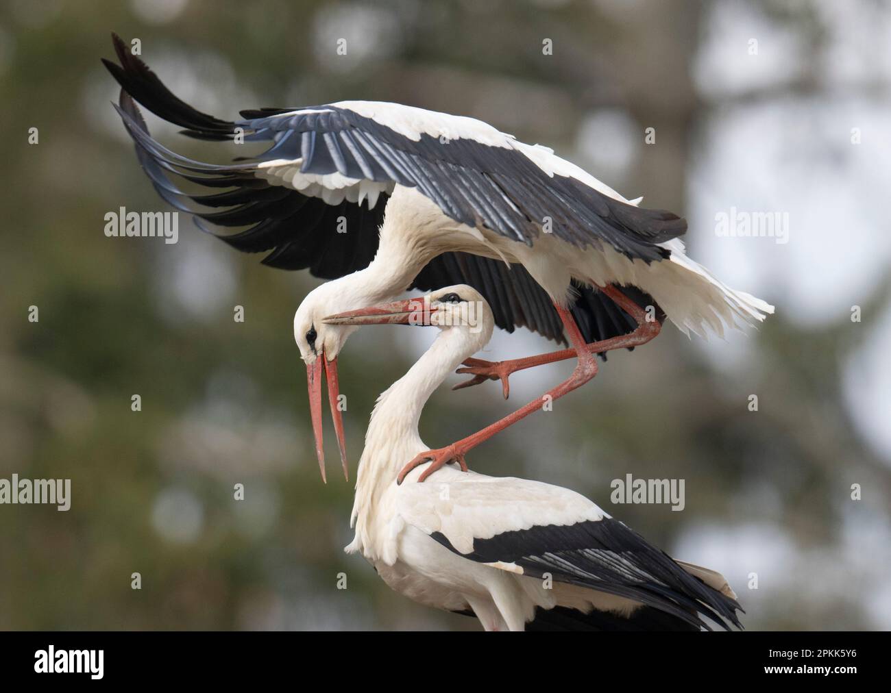 08 April 2023, Hesse, Biebesheim am Rhein: Storks mating on their nest ...