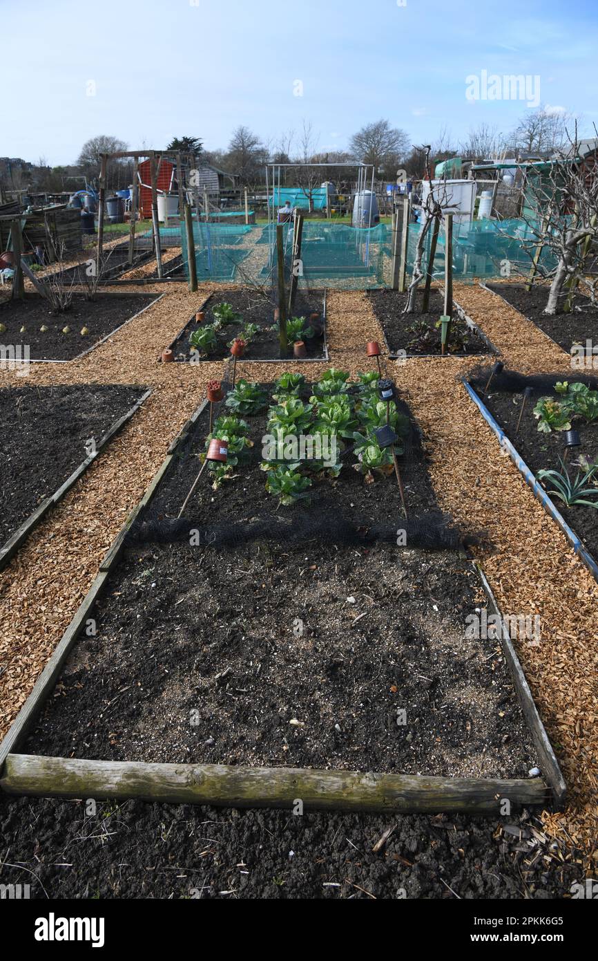 Winter plant planning hi-res stock photography and images - Alamy