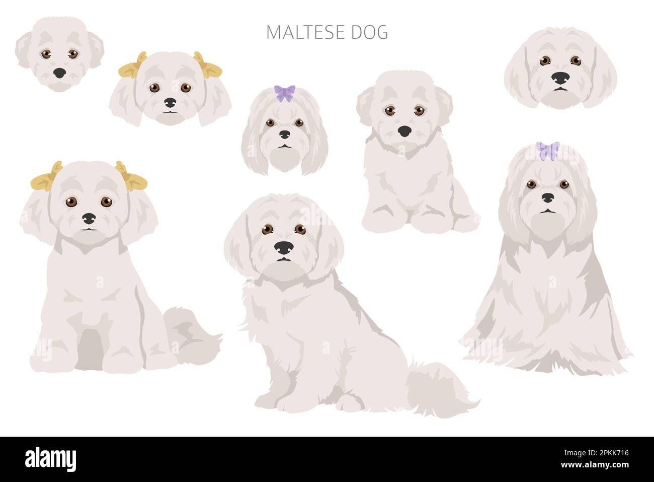 Maltese dogs in different poses. Adult and great dane puppy set. Vector ...
