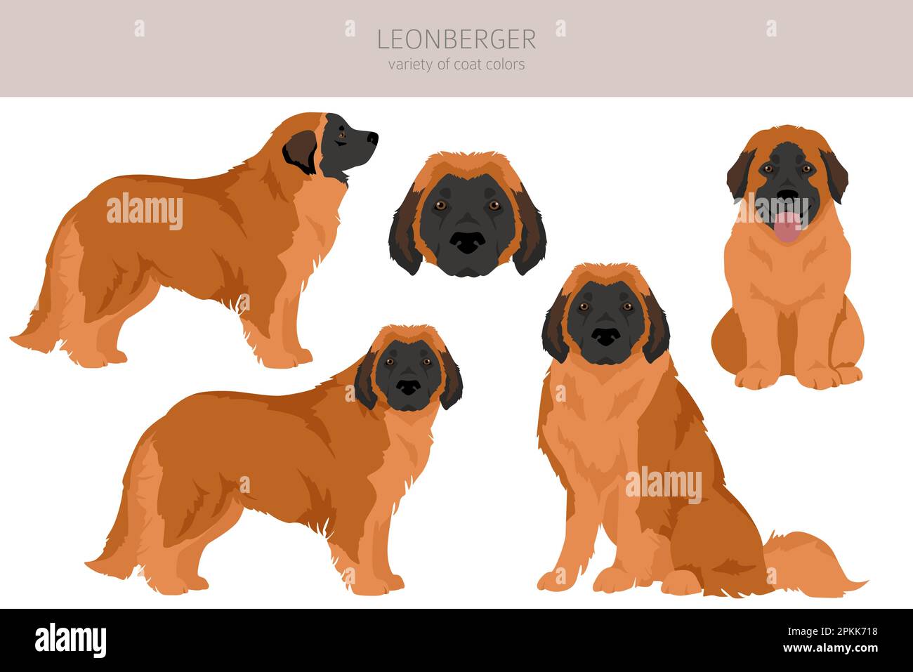 Leonberger clipart. Different poses, coat colors set. Vector ...