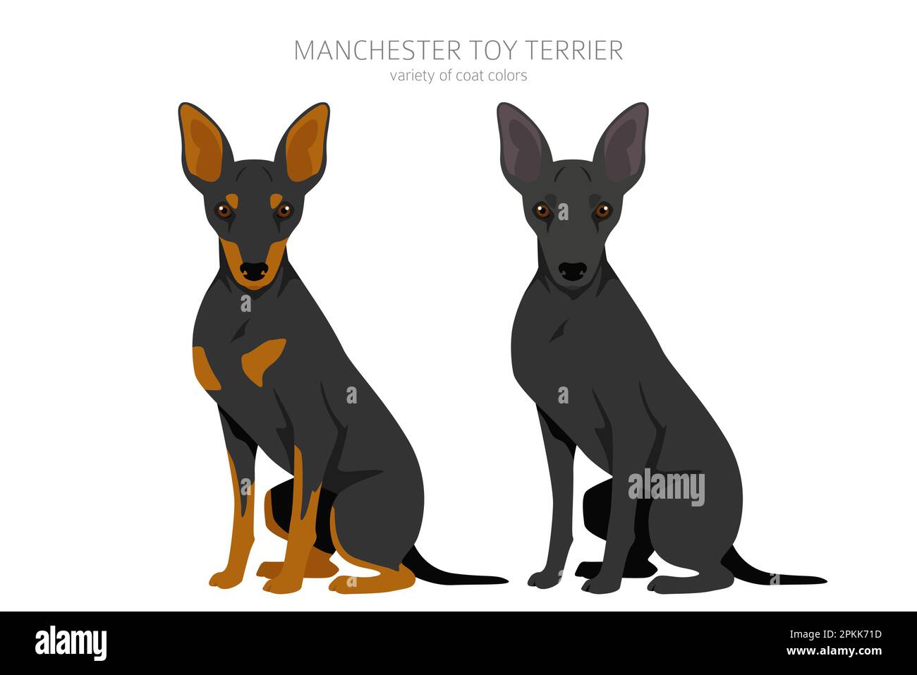 Manchester toy terrier clipart. Different poses, coat colors set ...