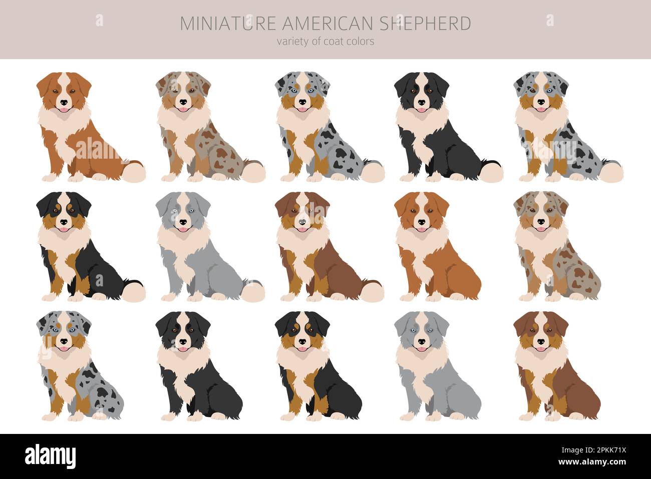 Miniature american shepherd clipart. Different poses, coat colors set ...