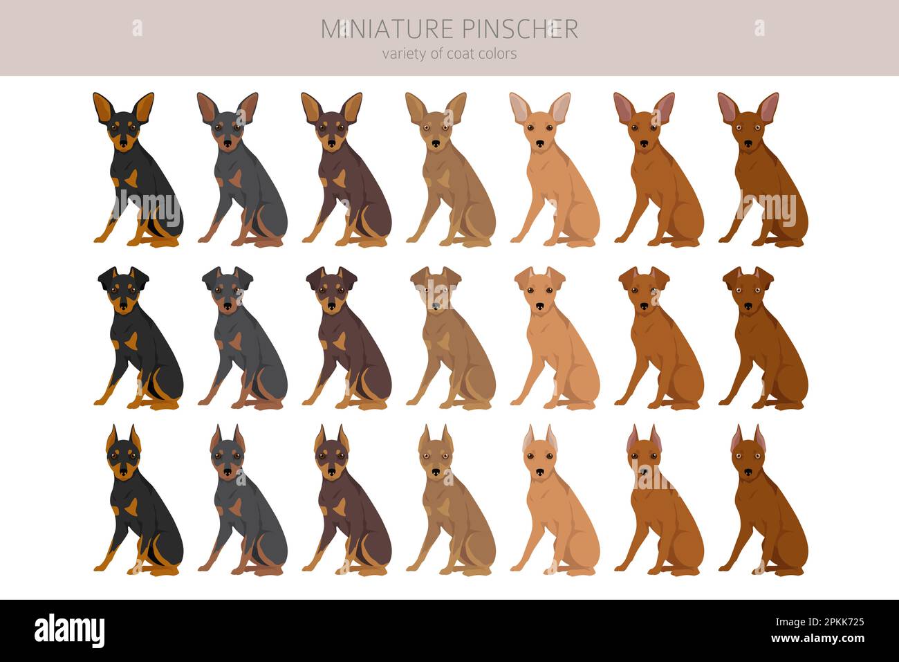Miniature pinscher clipart. Different poses, coat colors set. Vector ...