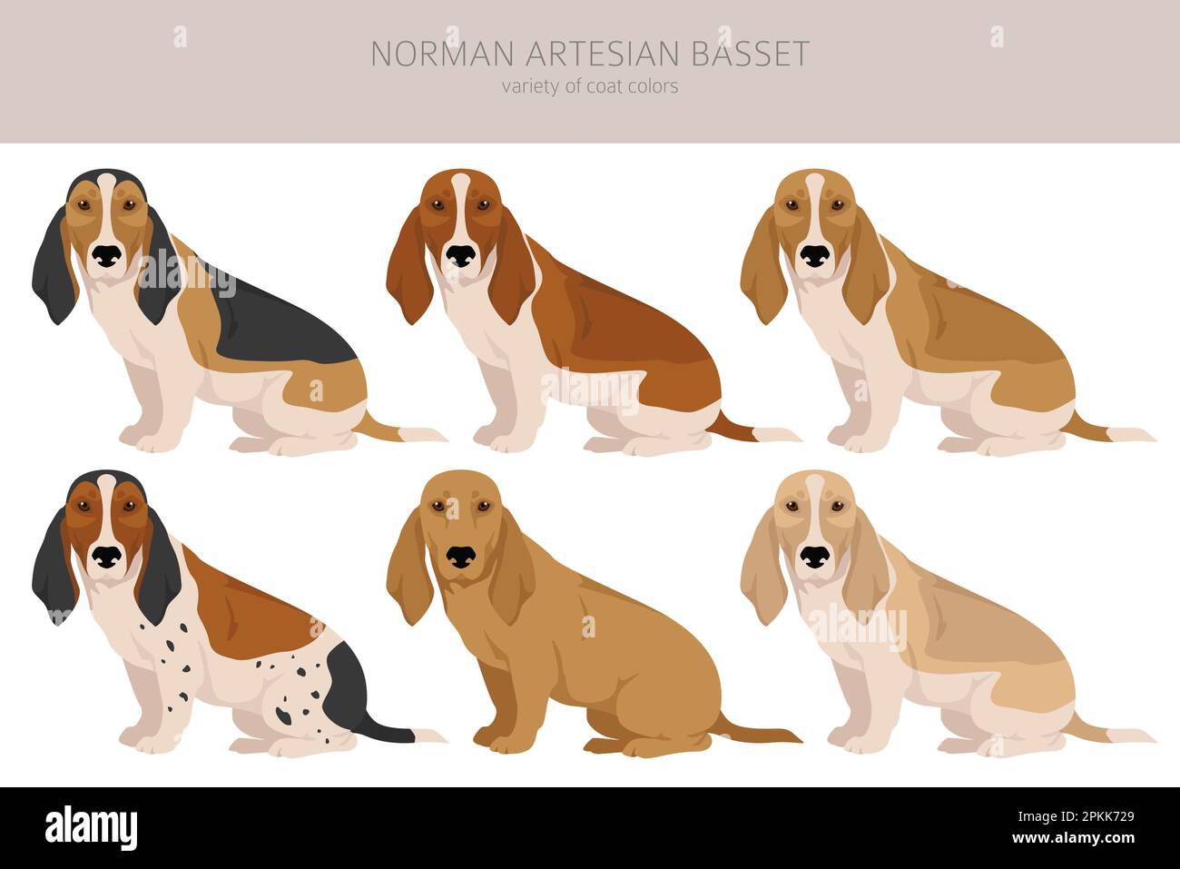 Norman Artesian Basset clipart. All coat colors set.; All dog breeds ...