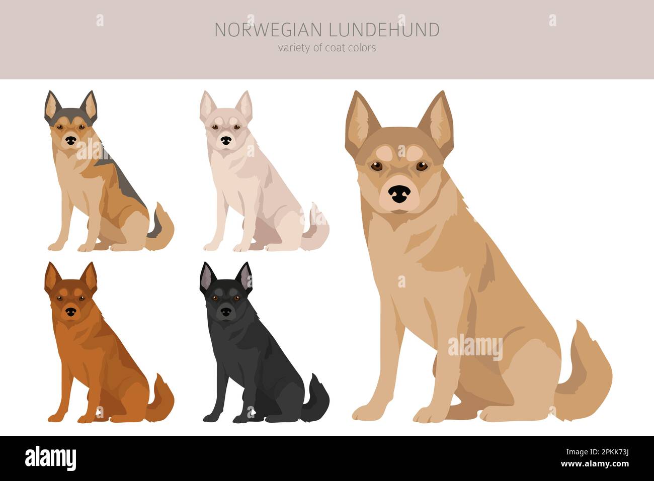 Norwegian Lundehund clipart. All coat colors set.; All dog breeds ...