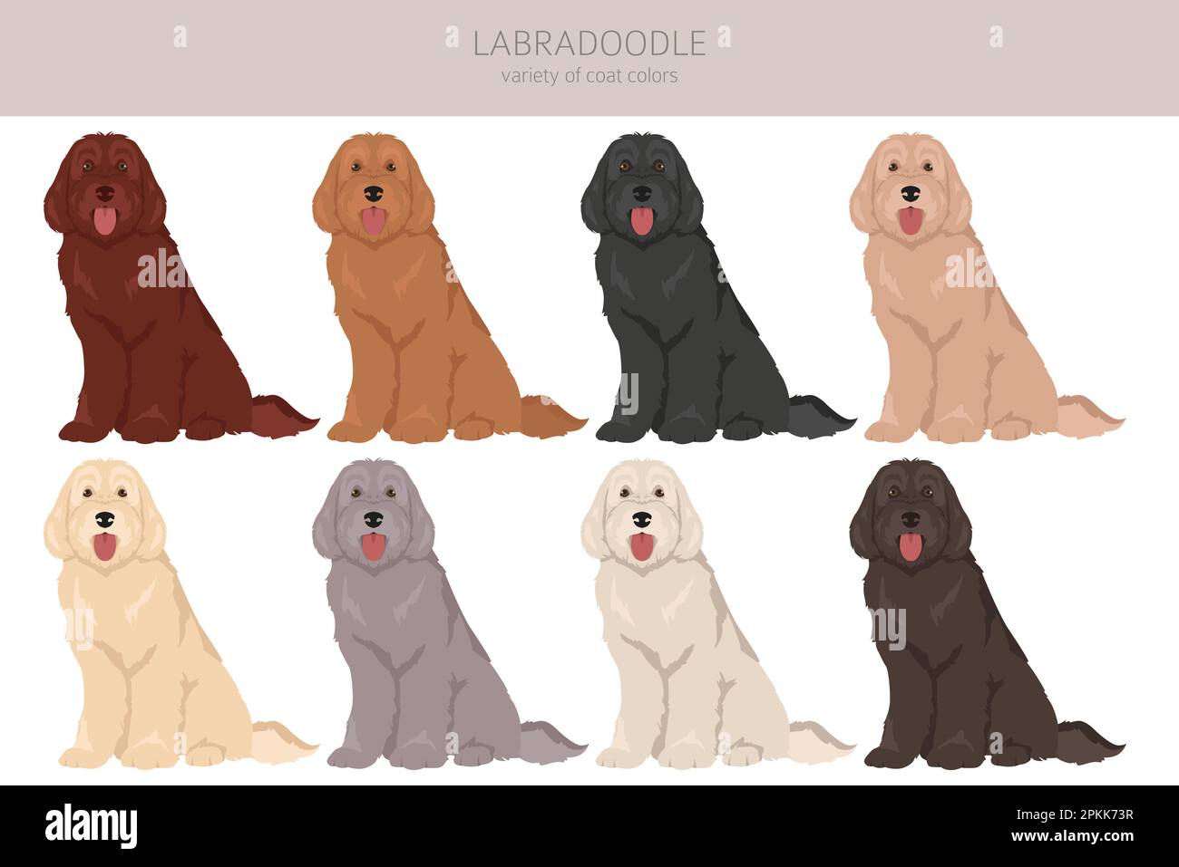 Labradoodle clipart. Different poses, coat colors set. Vector ...