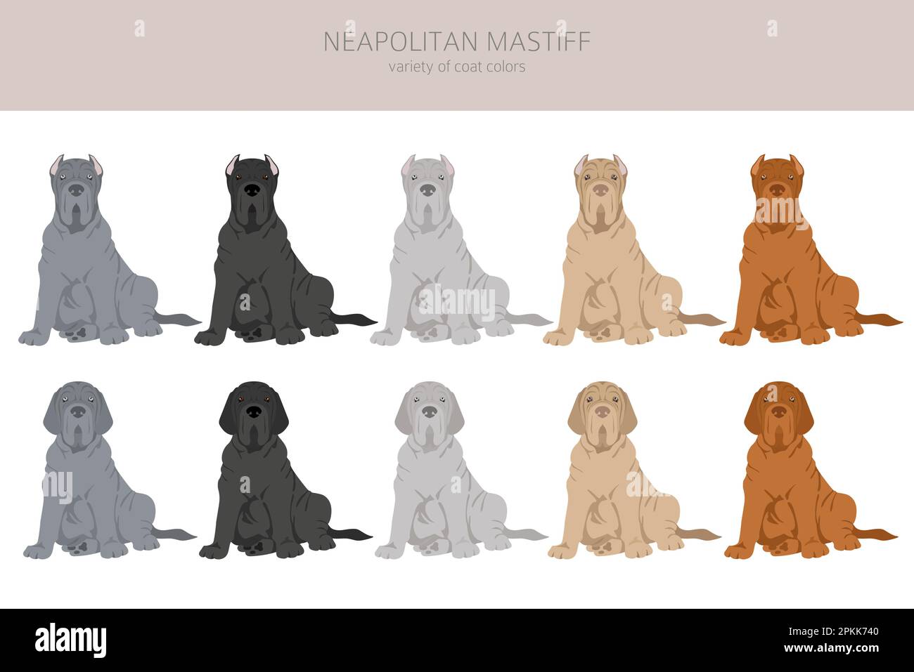 Neapolitan Mastiff, Mastino Neapolitano clipart. Different poses, coat ...