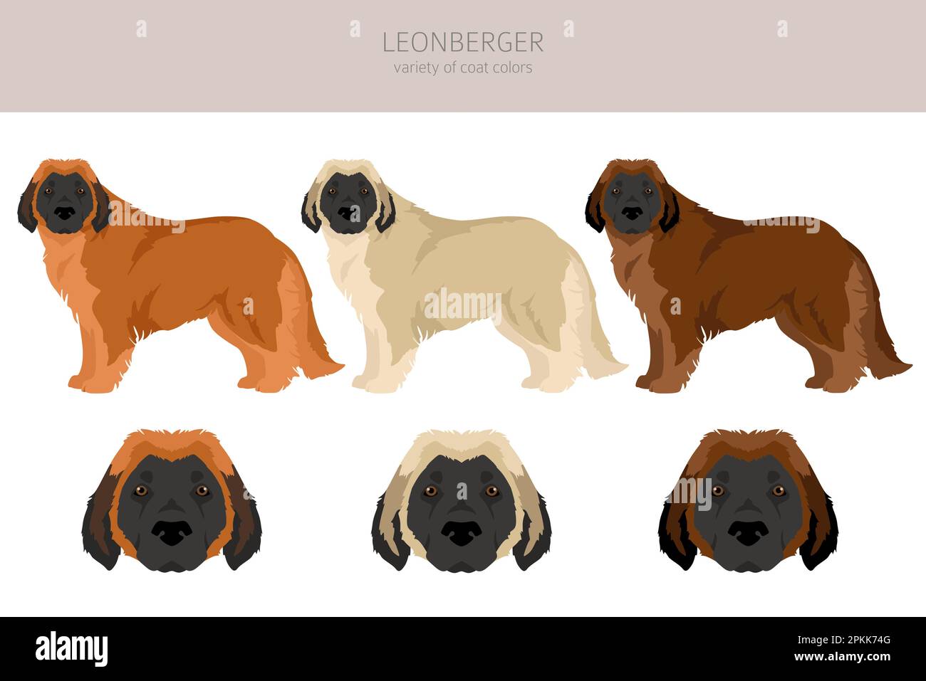 Leonberger clipart. Different poses, coat colors set. Vector ...