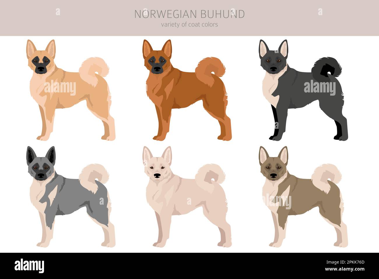 Mix Di Buhund Norvegese