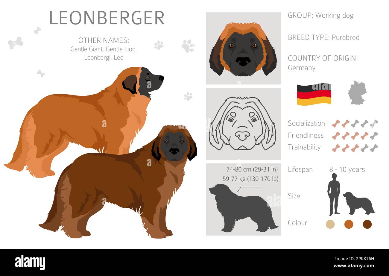 Leonberger clipart. Different poses, coat colors set. Vector ...