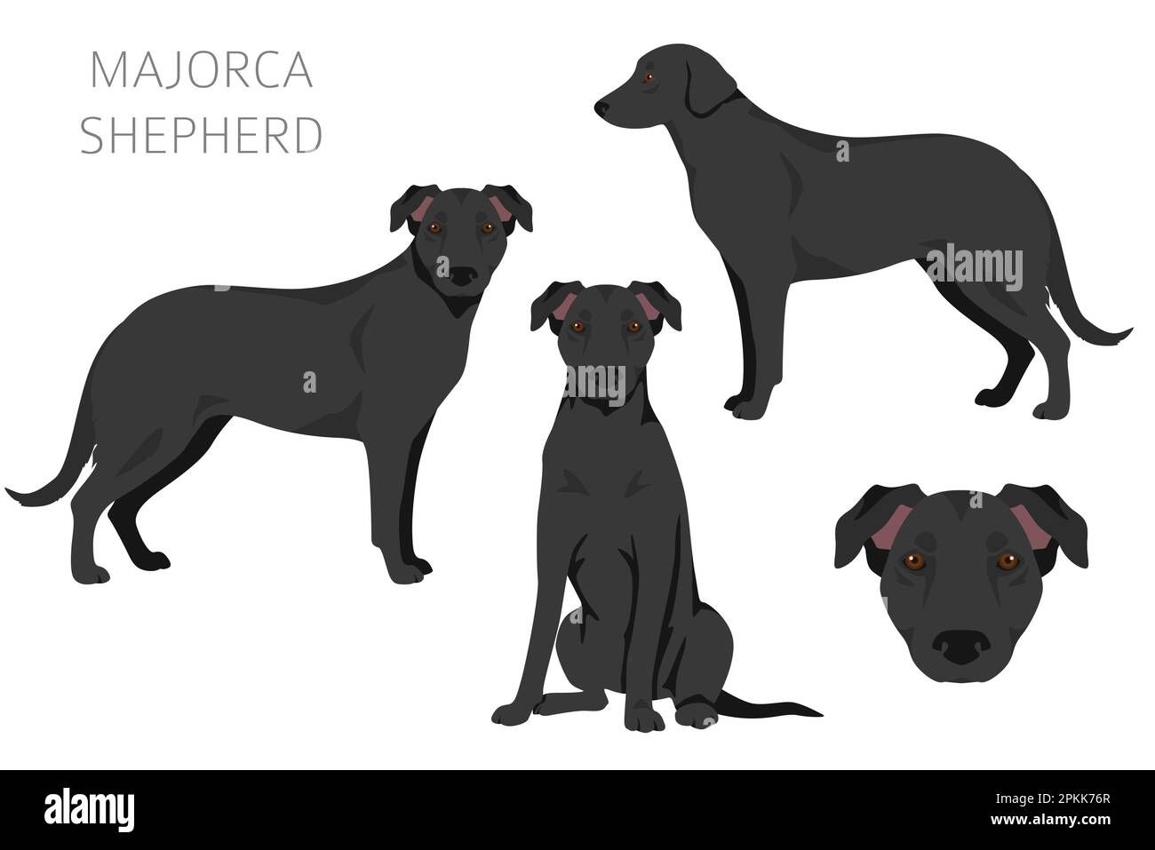 At What Age Is A Majorca Shepherd Dog Full Grown