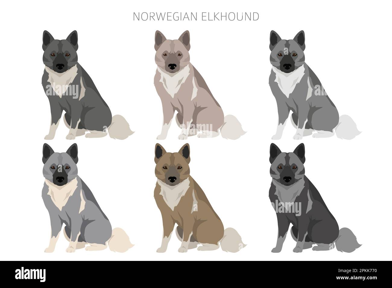 Norwegian elkhound clipart. Different poses, coat colors set. Vector ...
