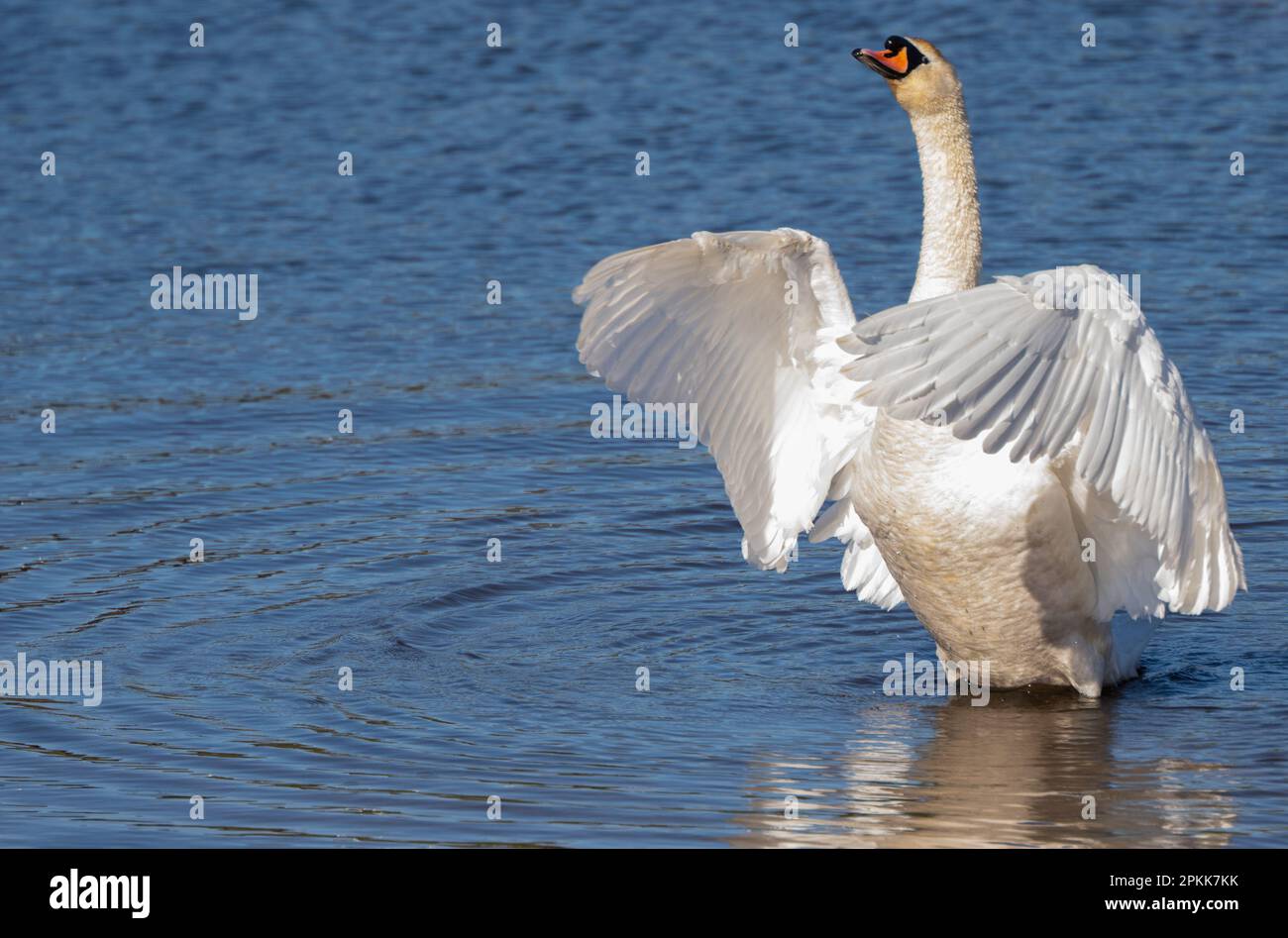 Preening speading wings hi-res stock photography and images - Alamy