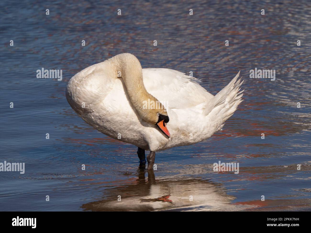 Preening speading wings hi-res stock photography and images - Alamy