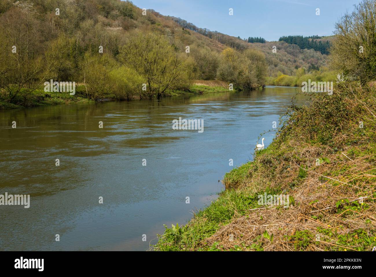 The River Wye inbetween Gloucestershire on the right and Monmouthshire ...