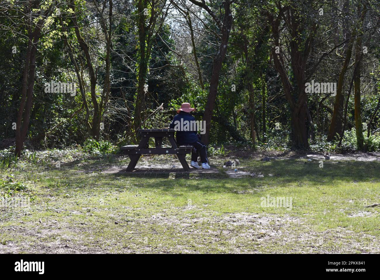 Woman feeding squirrels, Comeston Lakes Country Park, Cosmeston, Wales ...
