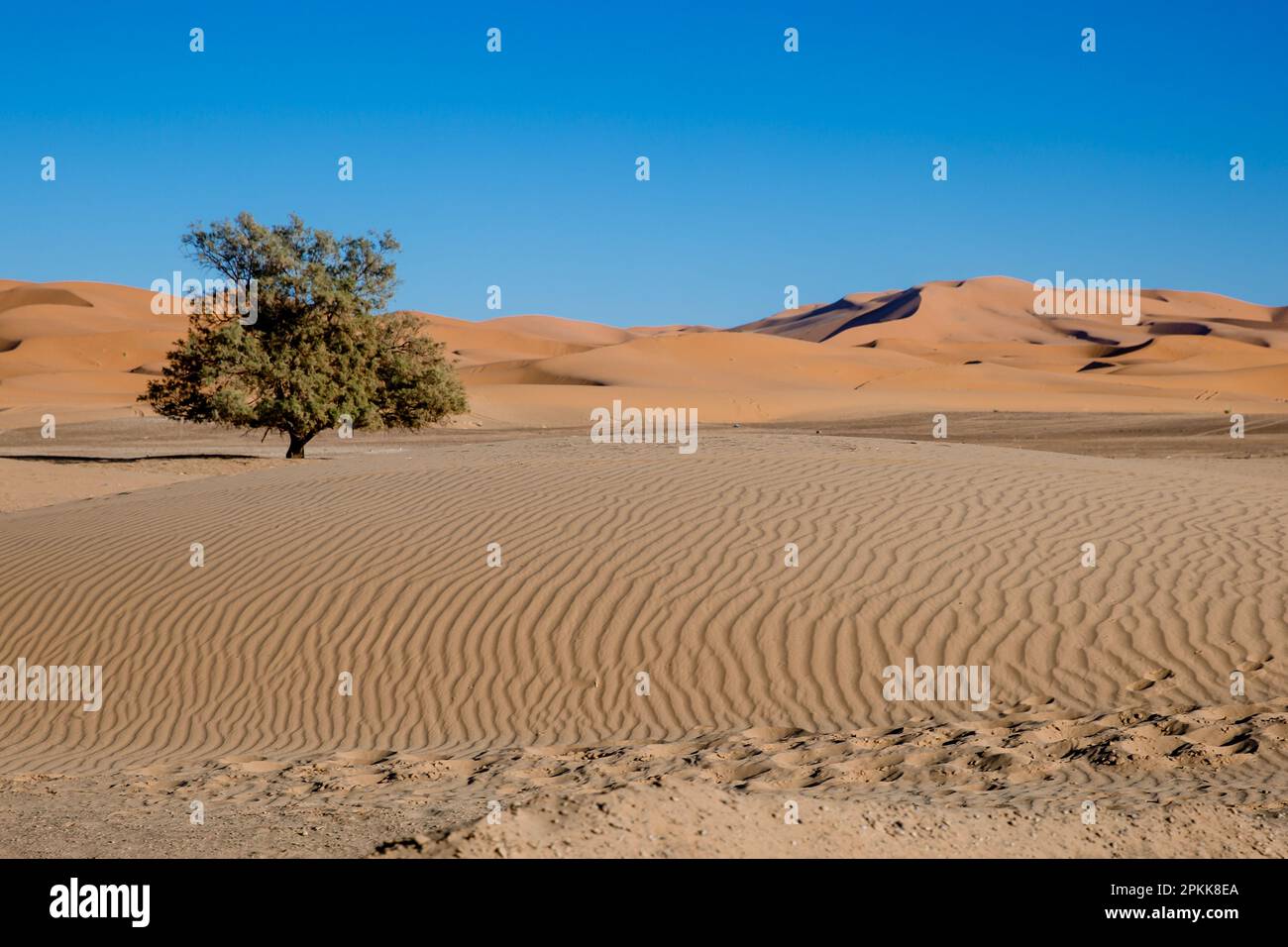 Moroccan sahara tree hi-res stock photography and images - Alamy