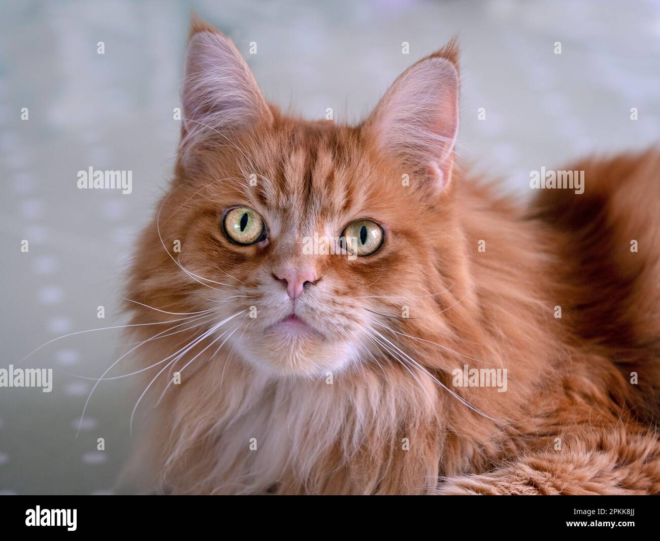 Maine Coon domestic cat portrait Stock Photo - Alamy