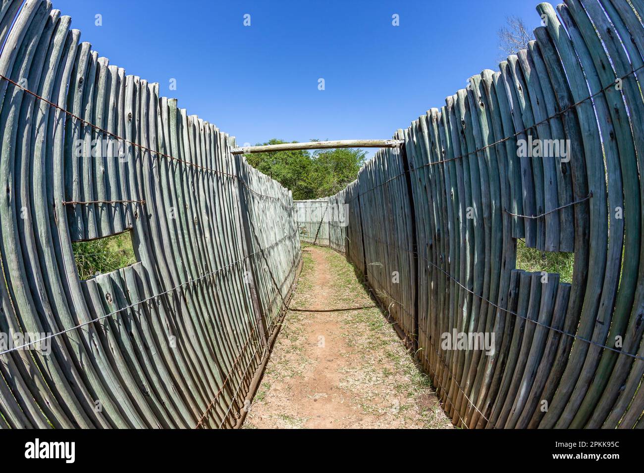 Wildlife bush narrow walking path with high wood pole fencing for lion ...