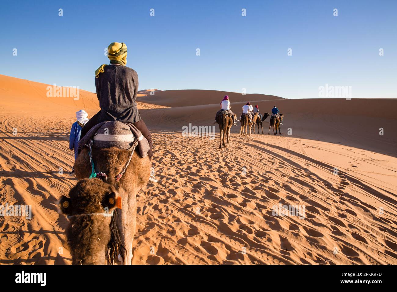 A group of tourists ride camels through the Sahara Desert in Merzouga ...