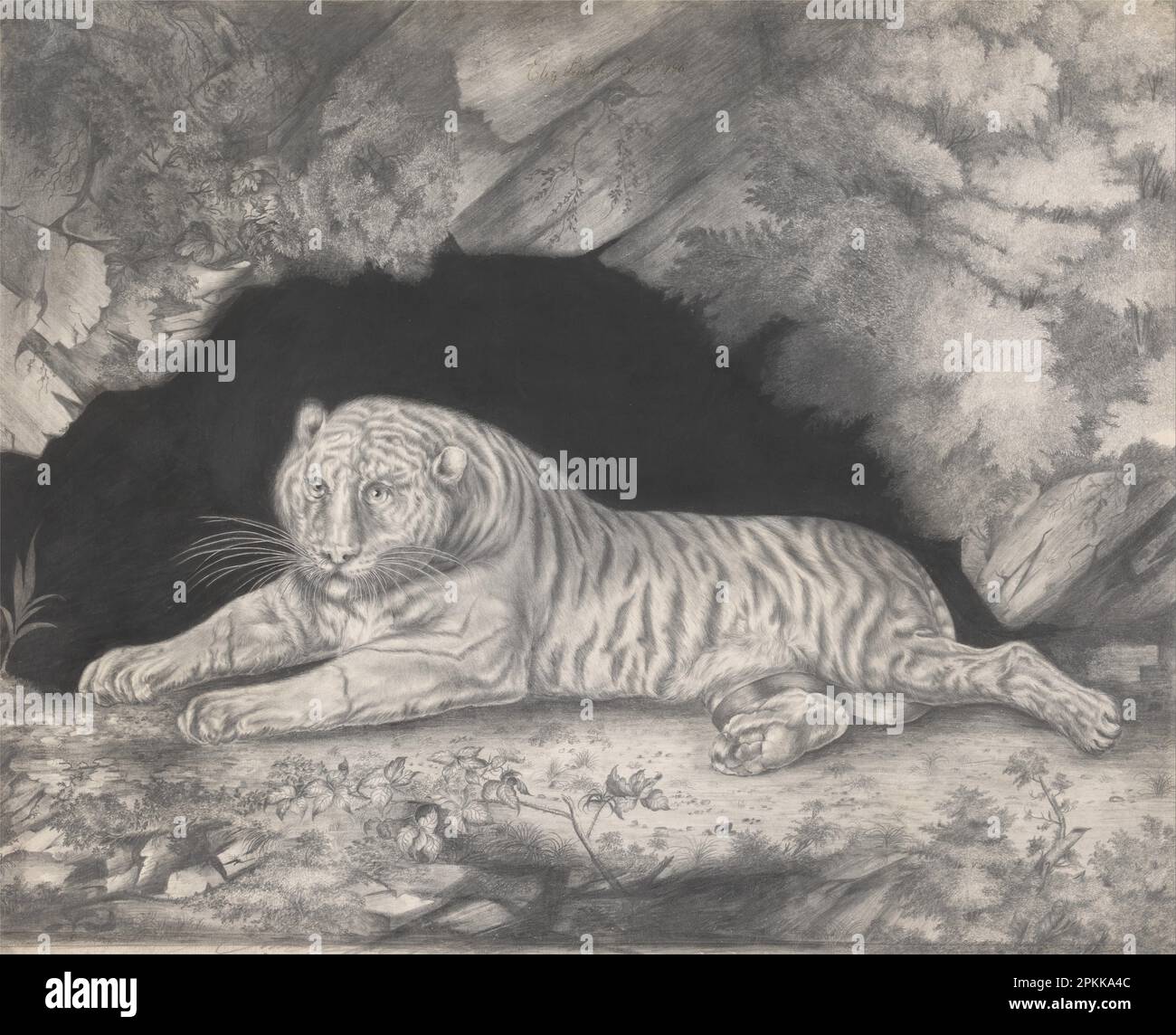 A Tiger Lying in the Entrance of a Cave 1796 by Elizabeth Pringle Stock ...
