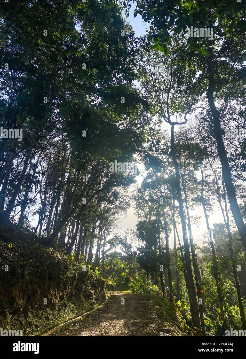 Dirt road winding through the rainforest on a warm morning in Trinidad ...