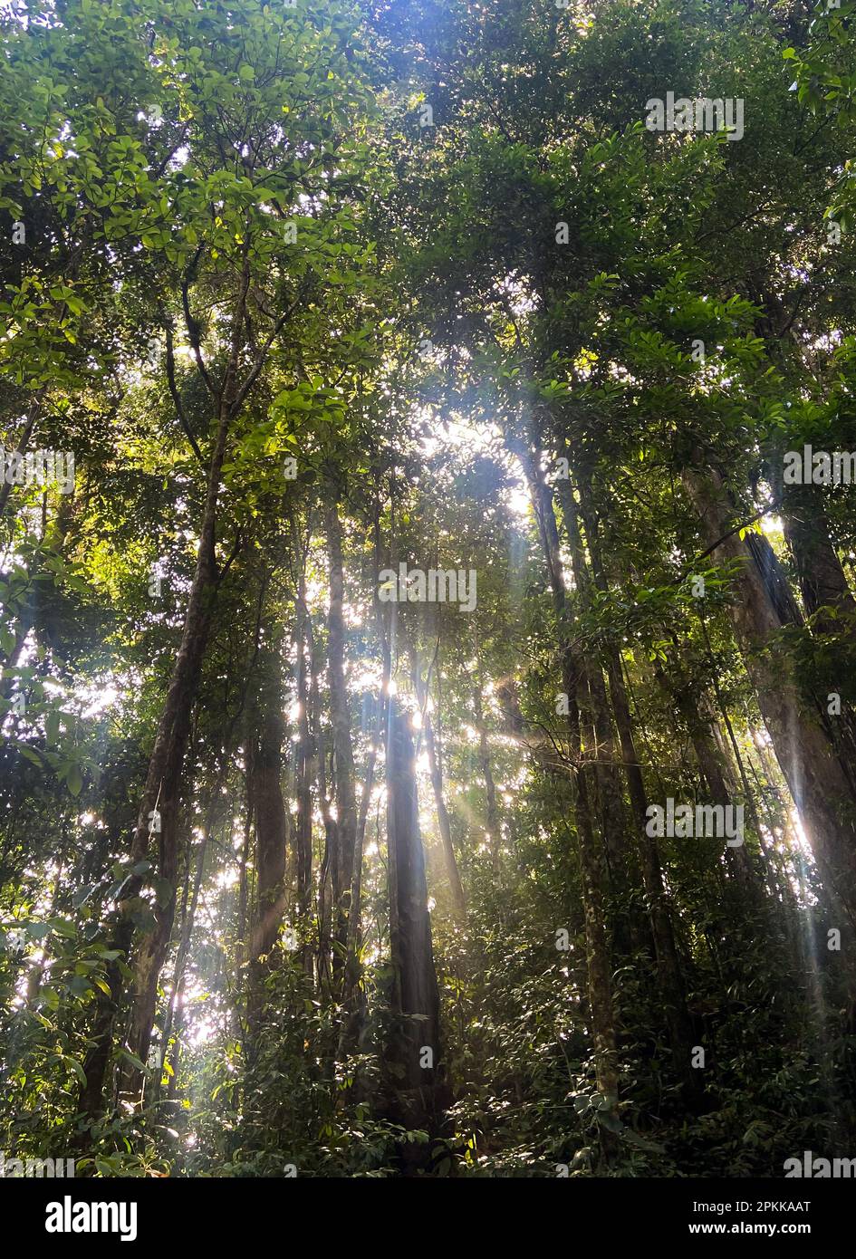 Sunrays streaming through trees in the morning in the rainforest on the ...