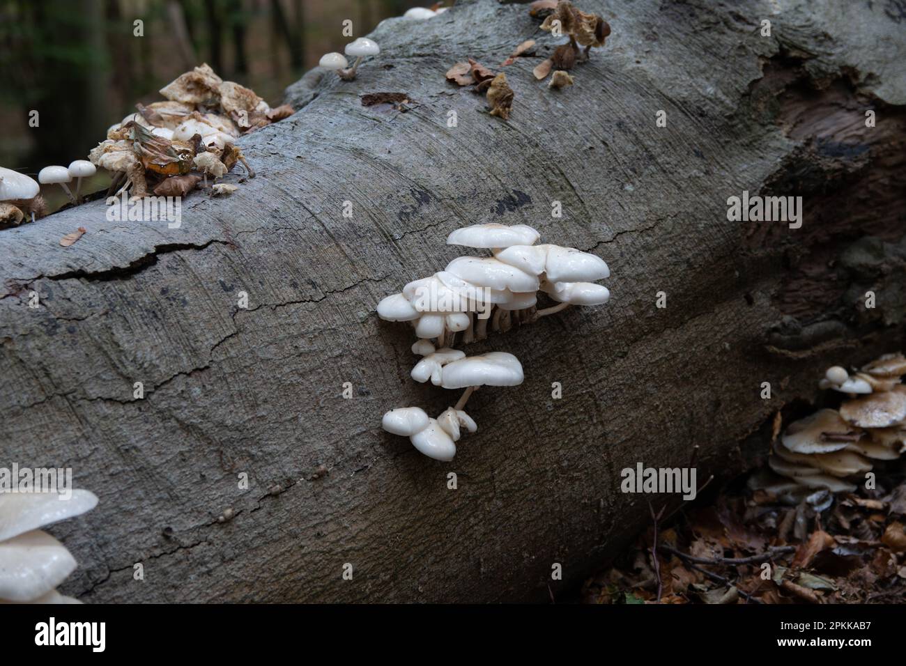 Oudemansiella mucida, commonly known as porcelain fungus, is a ...