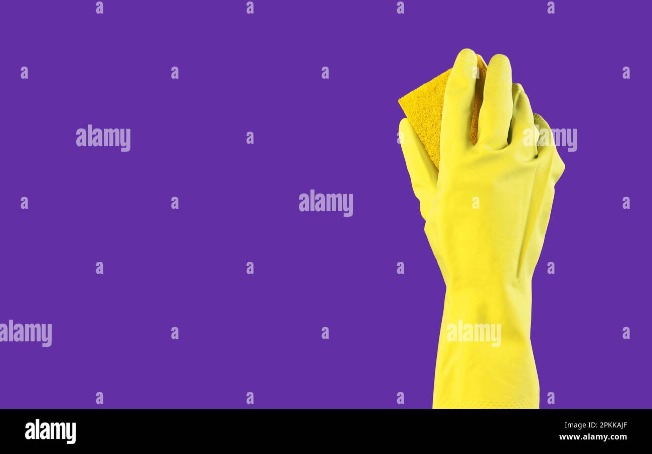 Yellow washing sponge in hand in glove on purple violet background, ad ...