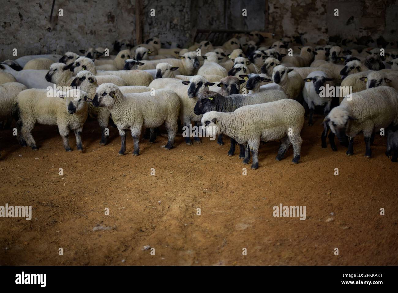 Ile de france domestic sheep hi-res stock photography and images - Alamy