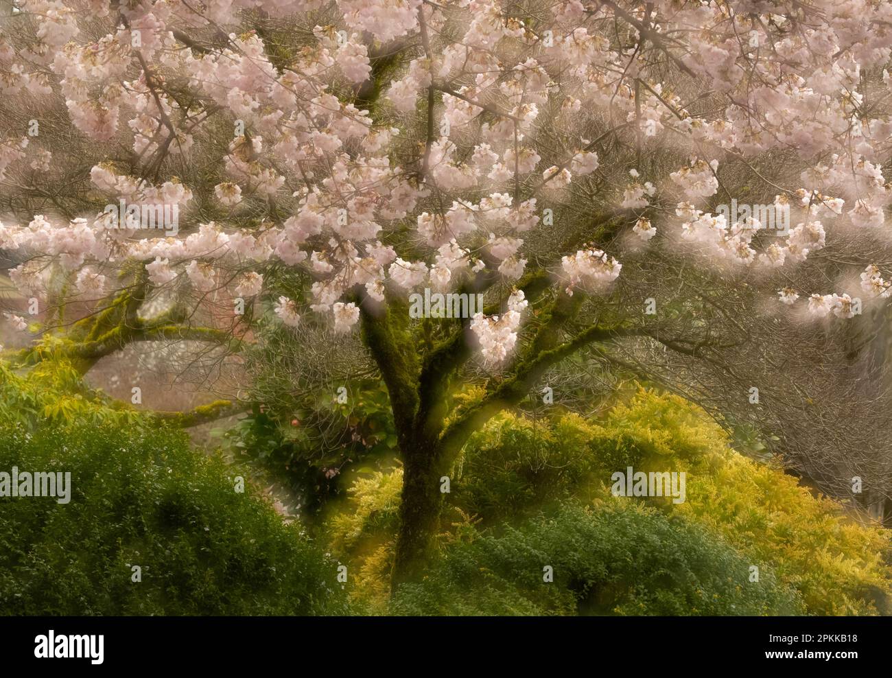 Blooms in focus hi-res stock photography and images - Alamy
