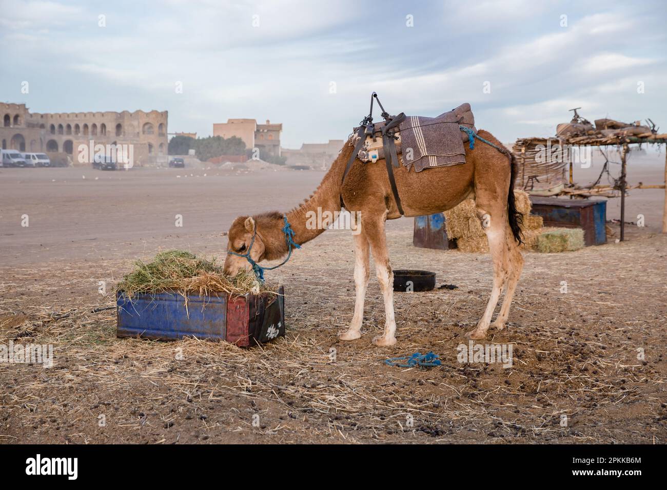 A camel takes a break and eats hay in the Sahara Desert in Merzouga ...