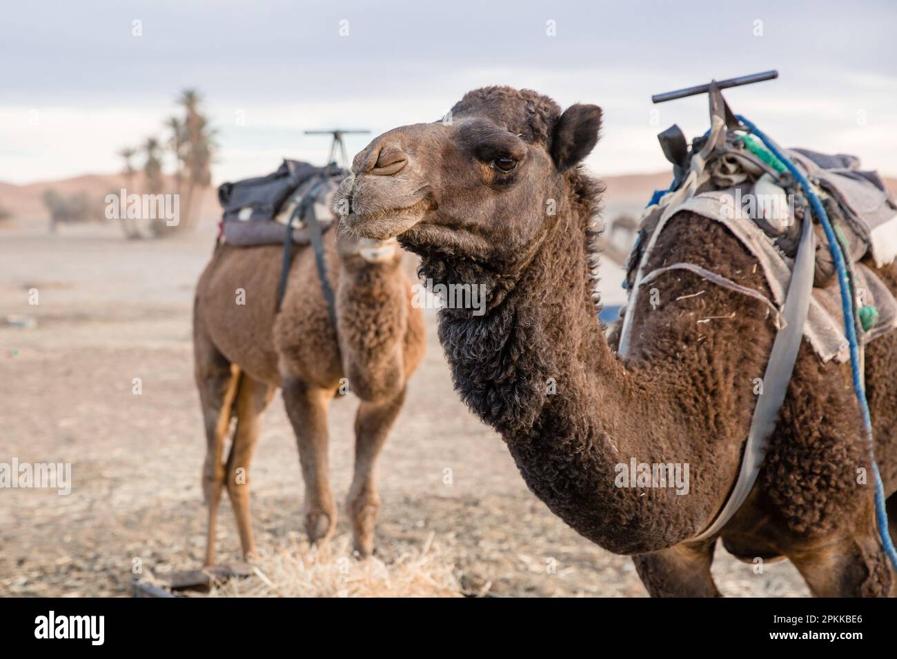 Camels waiting for riders in the Sahara Desert in Merzouga Stock Photo ...
