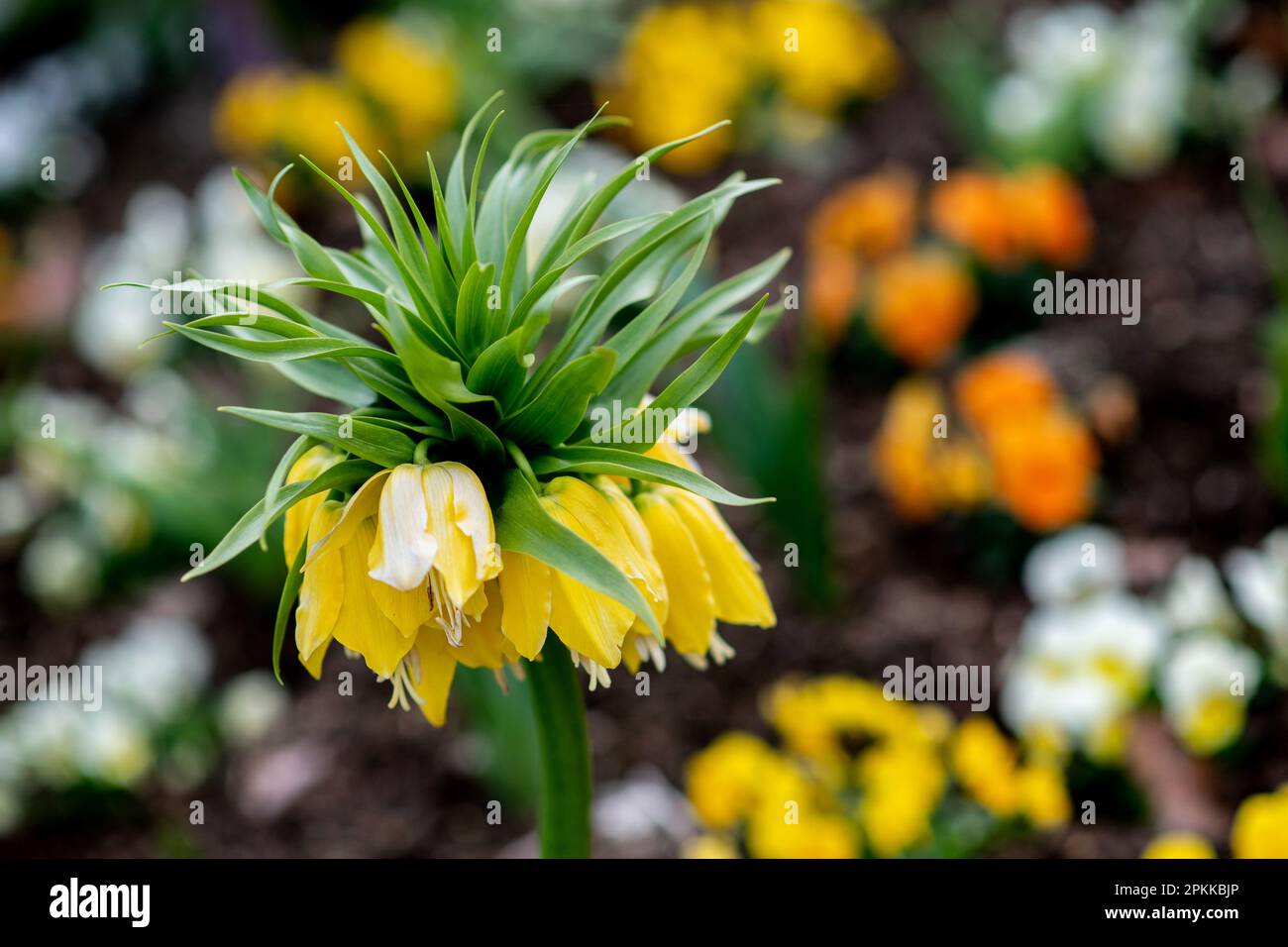 Bad Zwischenahn, Germany. 08th Apr, 2023. Numerous spring bloomers ...