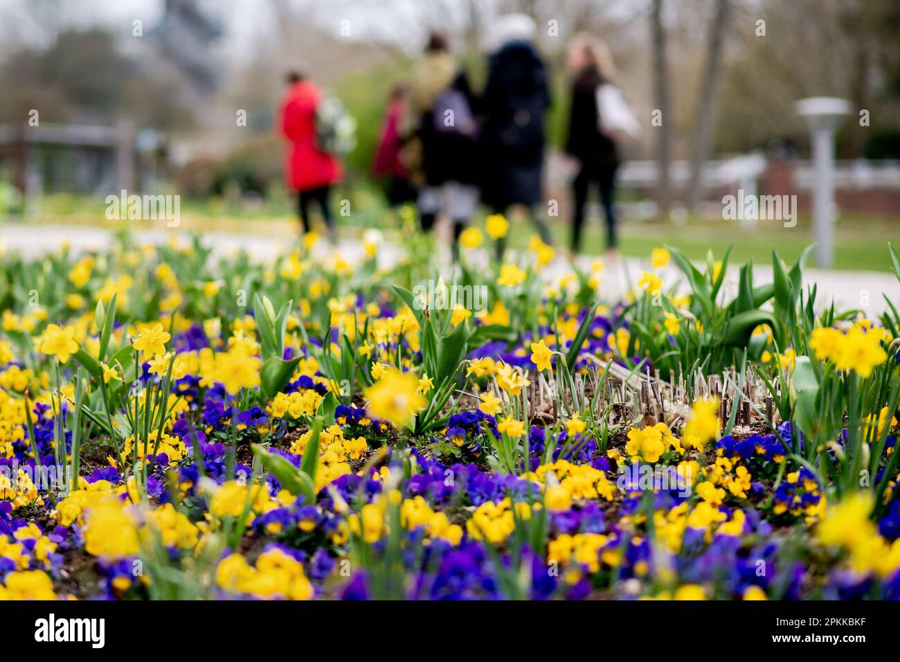 Bad Zwischenahn, Germany. 08th Apr, 2023. Numerous spring bloomers, including daffodils and ...