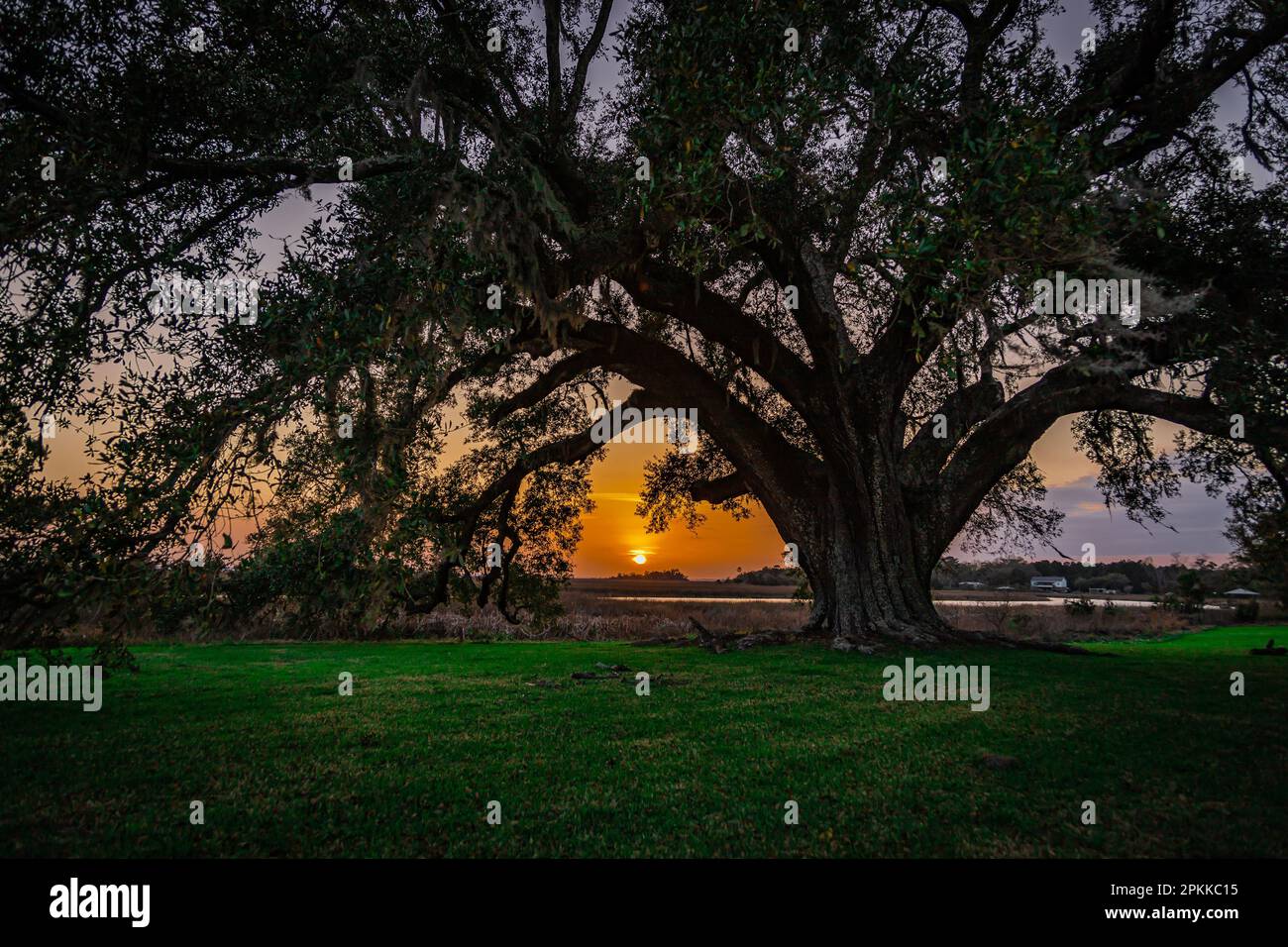Nature's Embrace: Captivating Sunset Over a Majestic Live Oak Tree ...
