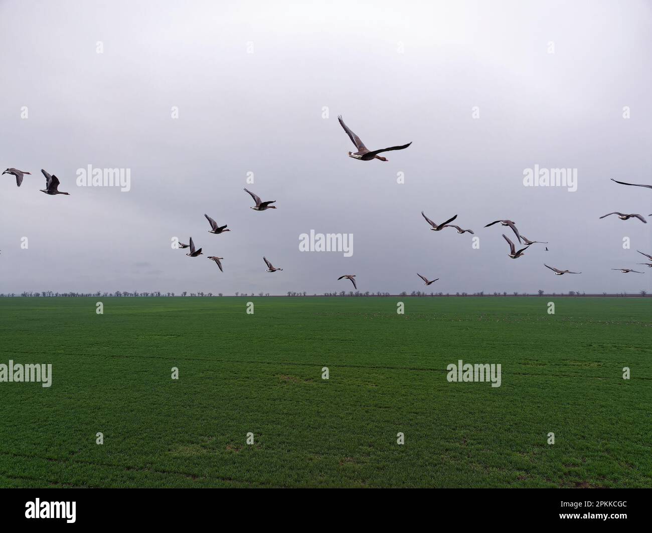 Flock of geese in flying over farm fields. Flight with wild birds ...