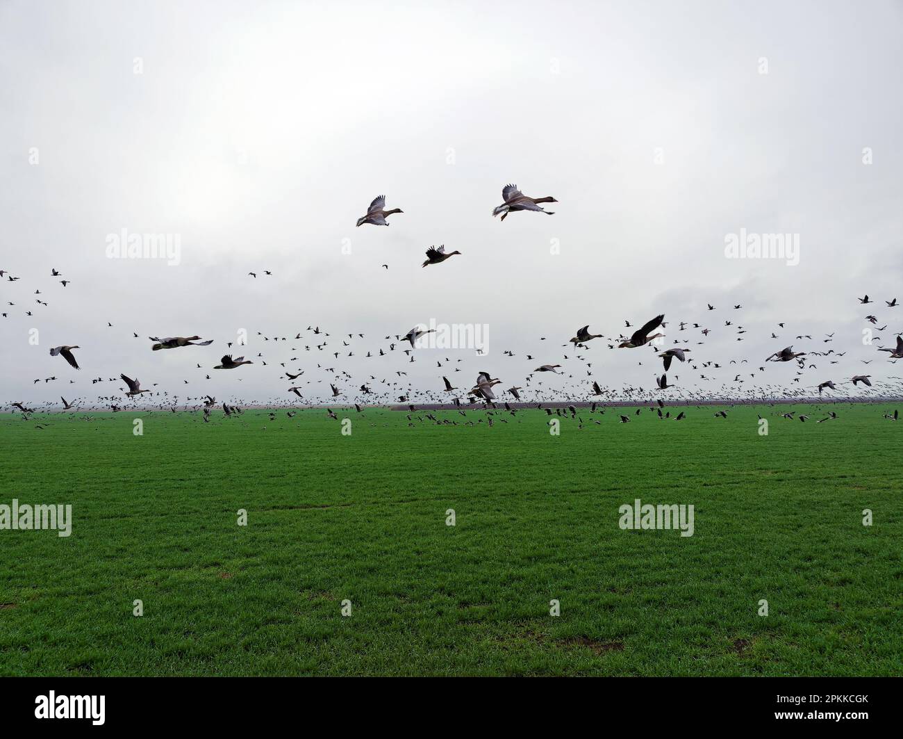 Flock of geese in flying over farm fields. Flight with wild birds ...