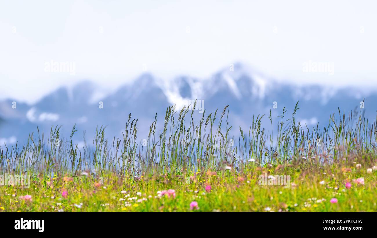 low angle landscape with Mount Ortler in the background and a meadow in ...