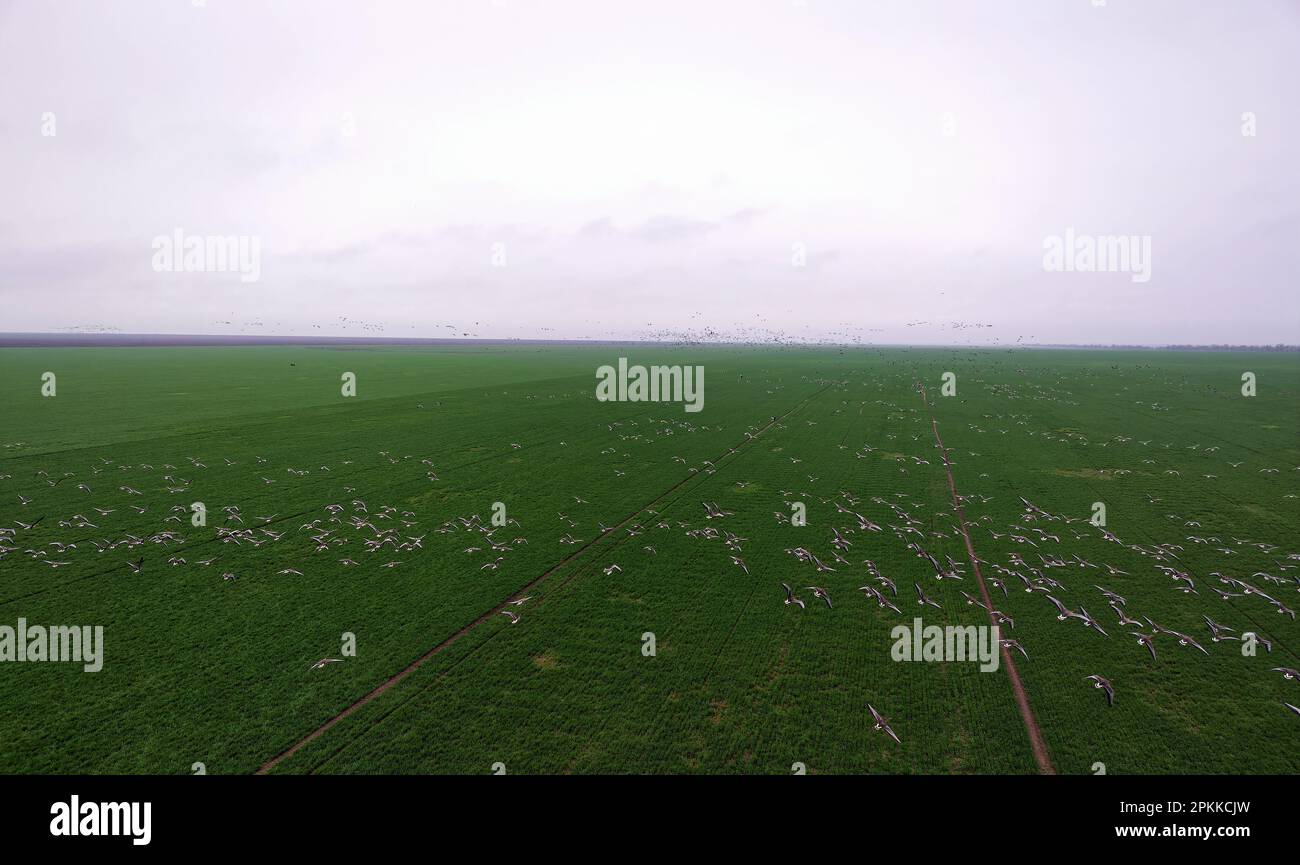 Flock of geese in flying over farm fields. Flight with wild birds ...