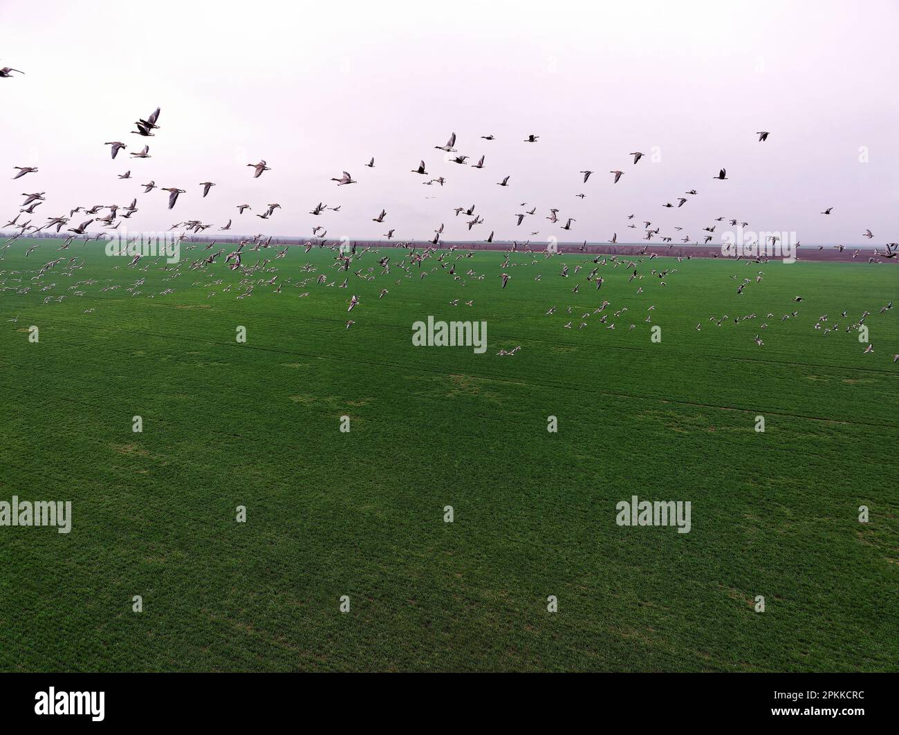 Flock of geese in flying over farm fields. Flight with wild birds ...