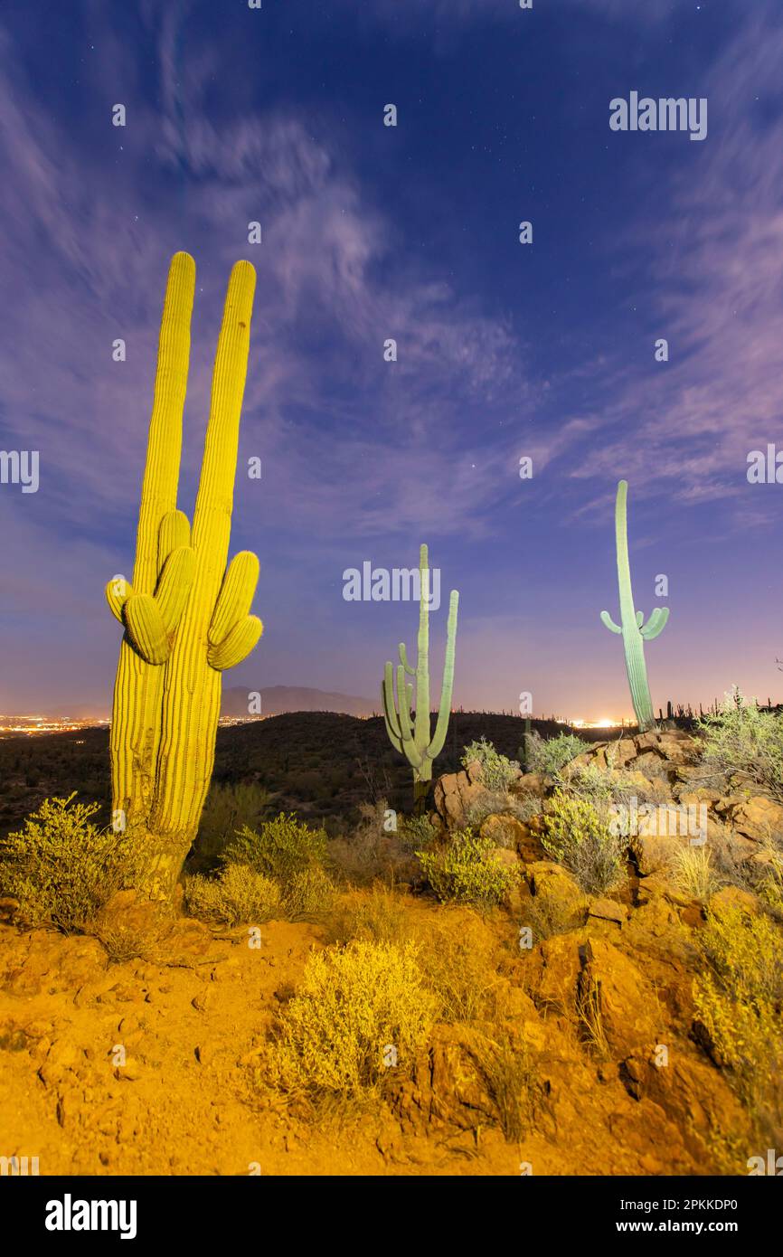 Saguaro cactus (Carnegiea gigantea), photographed at night in the ...