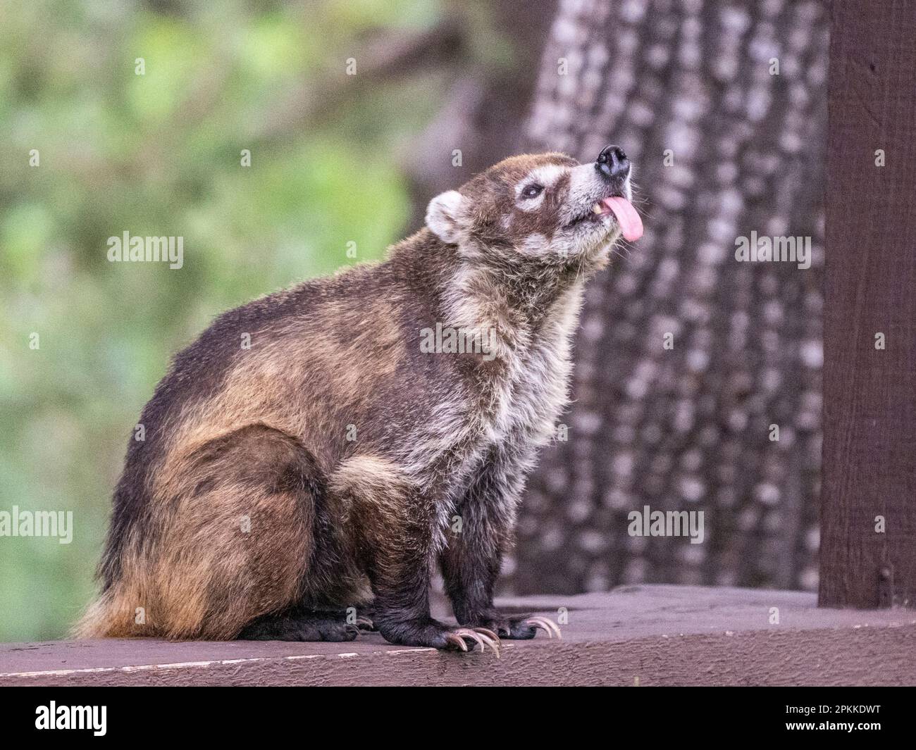 An adult white-nosed coati (Nasua narica), at the Santa Rita Lodge in ...