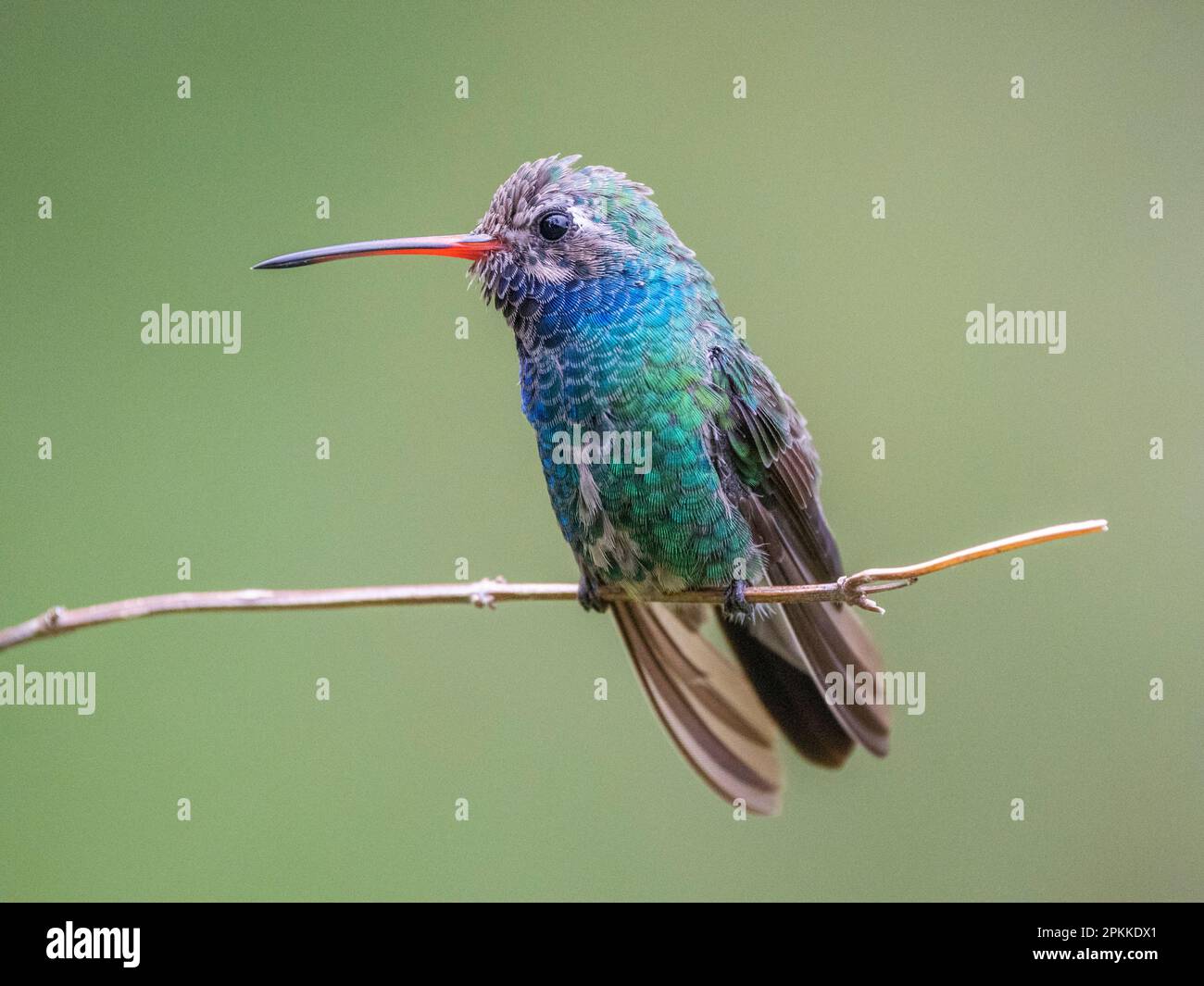 An adult male broad-billed hummingbird (Cynanthus latirostris magicus), Madera Canyon, southern ...
