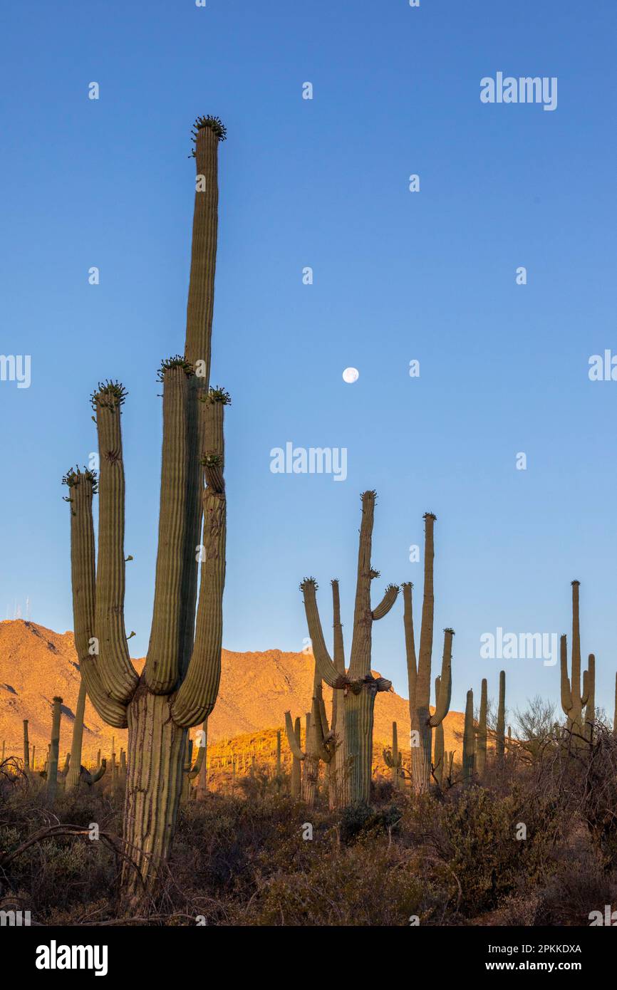 Saguaro cactus (Carnegiea gigantea), photographed under a waning moon ...